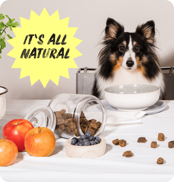 Trockenfutter Testpakete | HEY HOLY